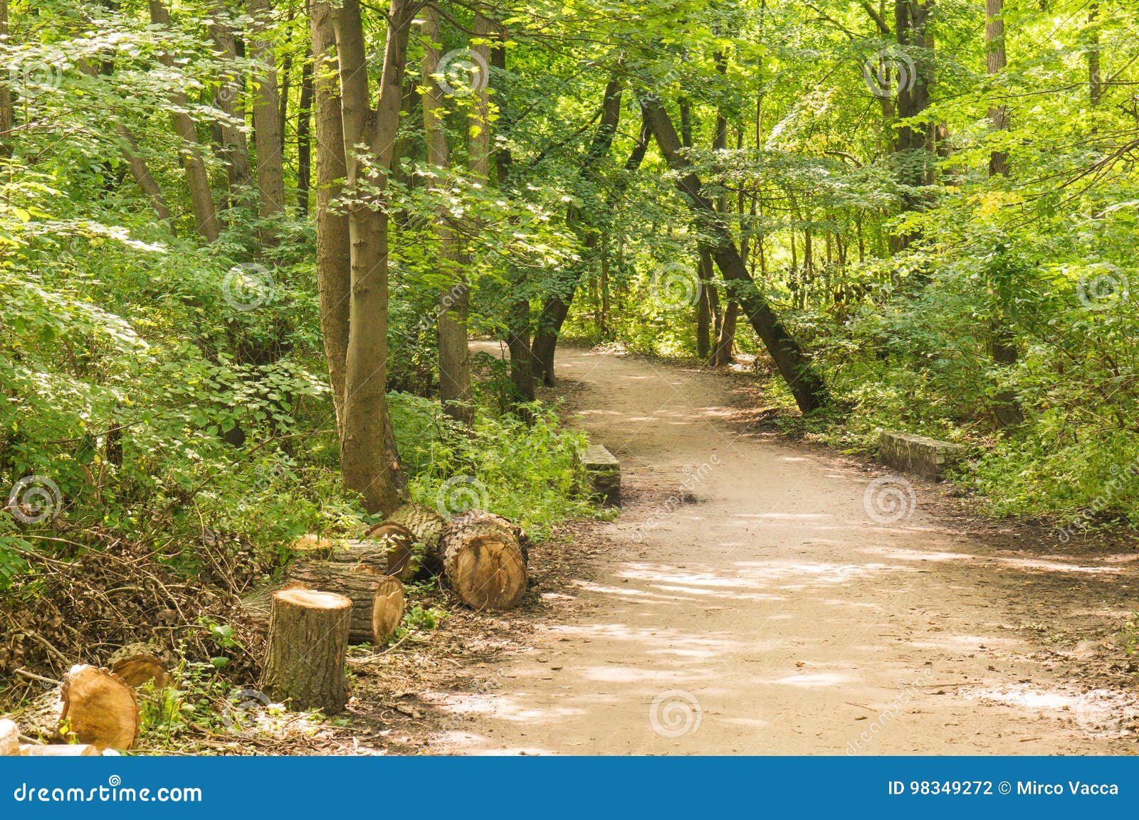 Trees and footpath stock photo. Image of green, path - 98349272