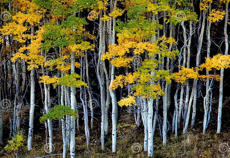 The Trees through the Forest Stock Image - Image of national, nature ...