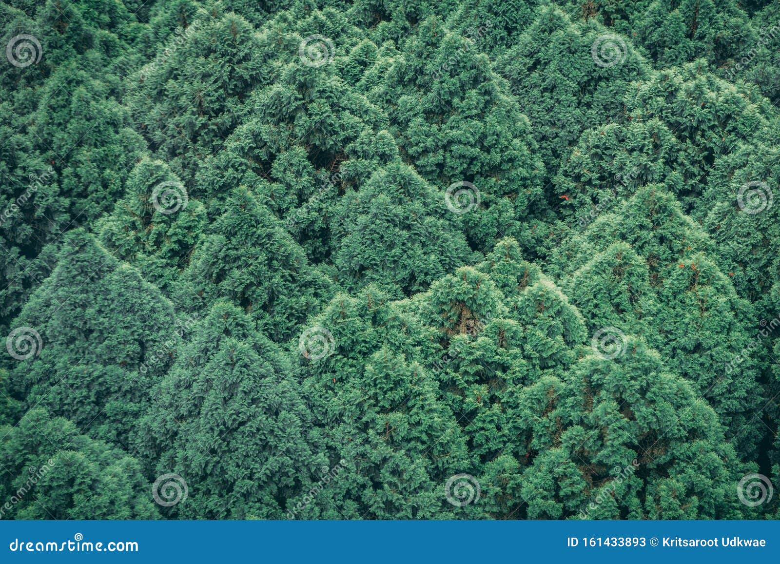 Trees in a Forest from Aerial View. Crowded Green Leave Trees Stock ...