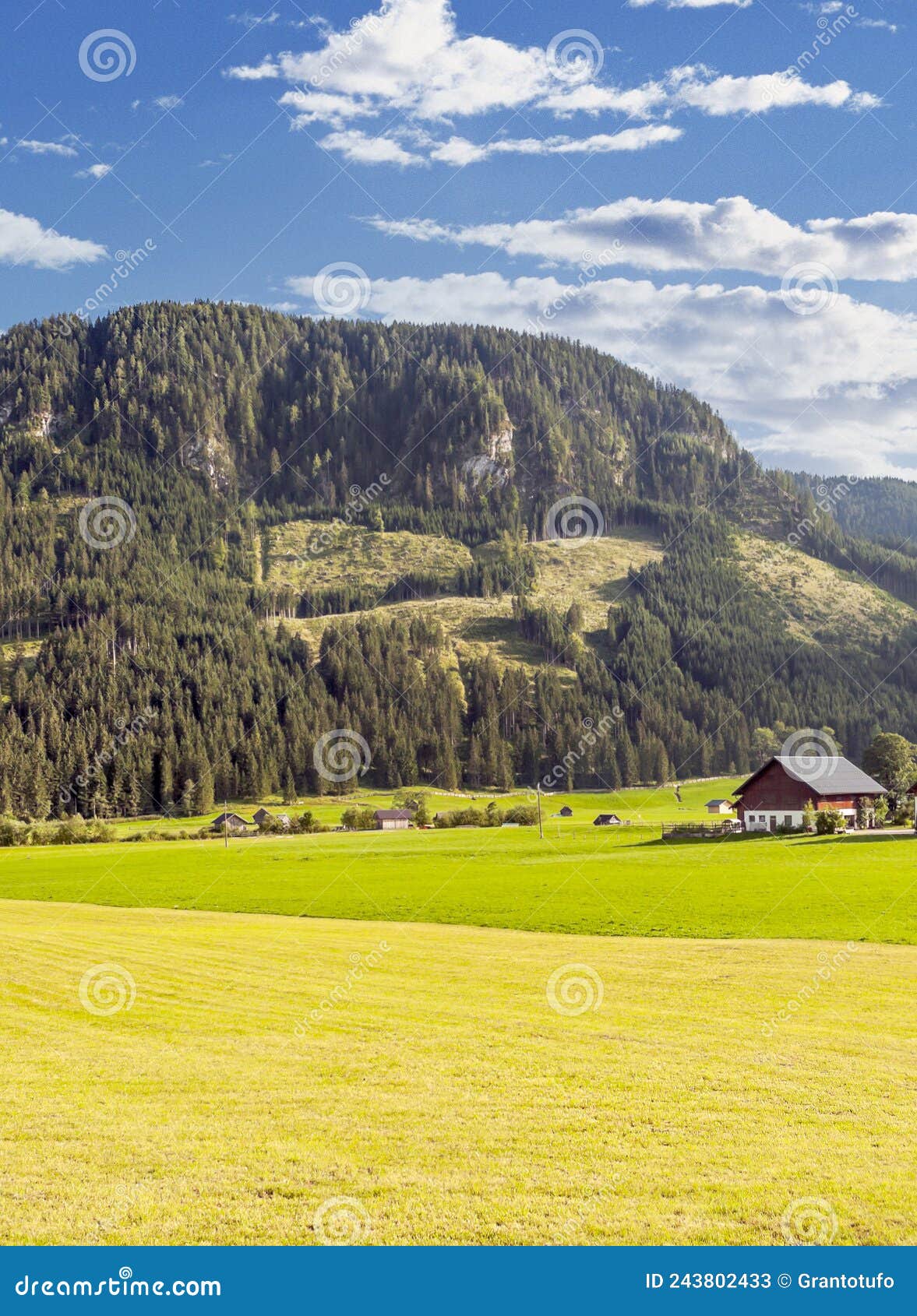 Trees in the Forest of Alps Stock Image - Image of outdoor, dachstein ...