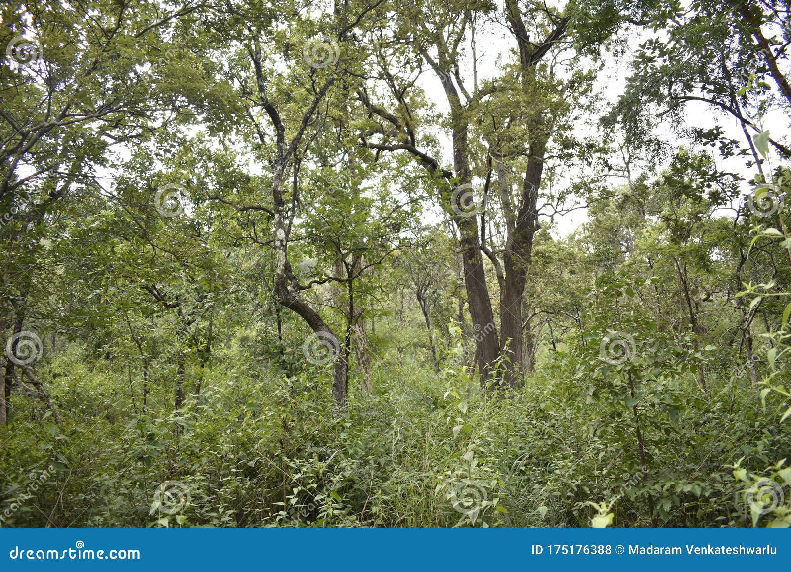 Trees of forest area stock photo. Image of area, plants - 175176388