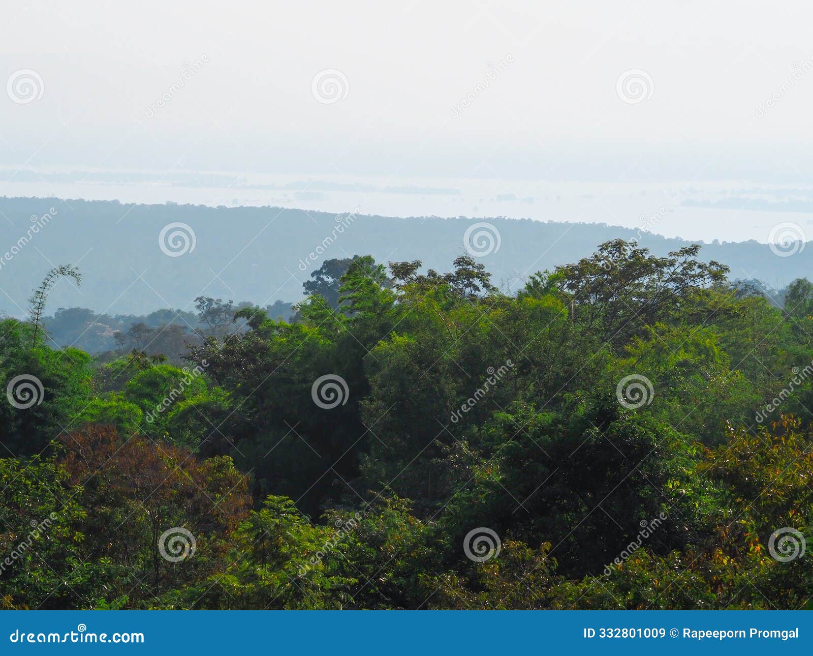Forest for Background about Environment Nature Conservation Stock Image ...