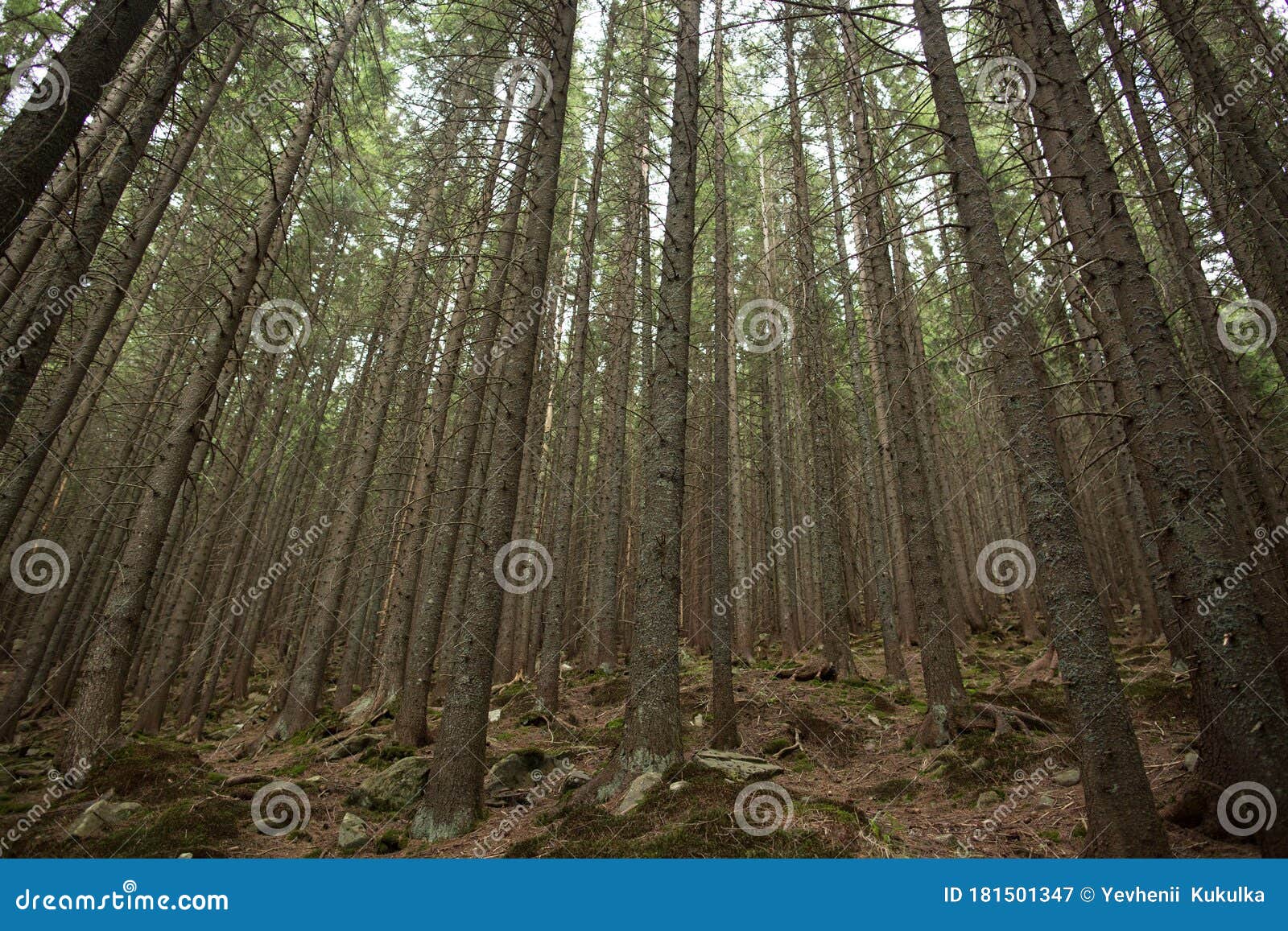 Trees in the Forest. Beautiful Rocky Path in Pine Forest Stock Image ...
