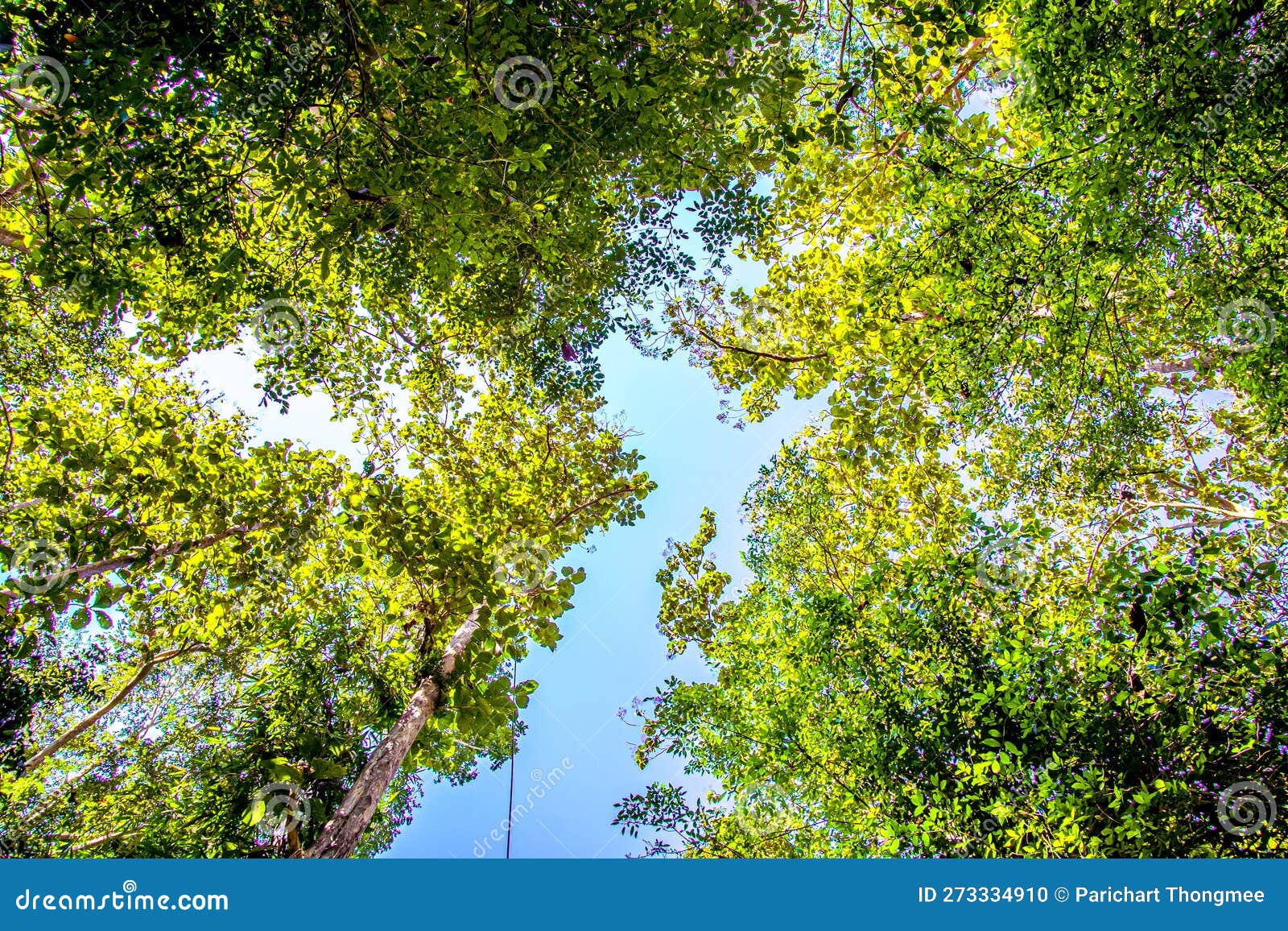 Trees Forest from Below, Early Spring, Fresh Green Leaves Stock Photo ...