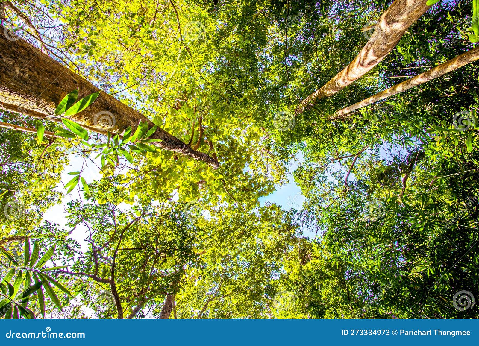 Trees Forest from Below, Early Spring, Fresh Green Leaves Stock Image ...