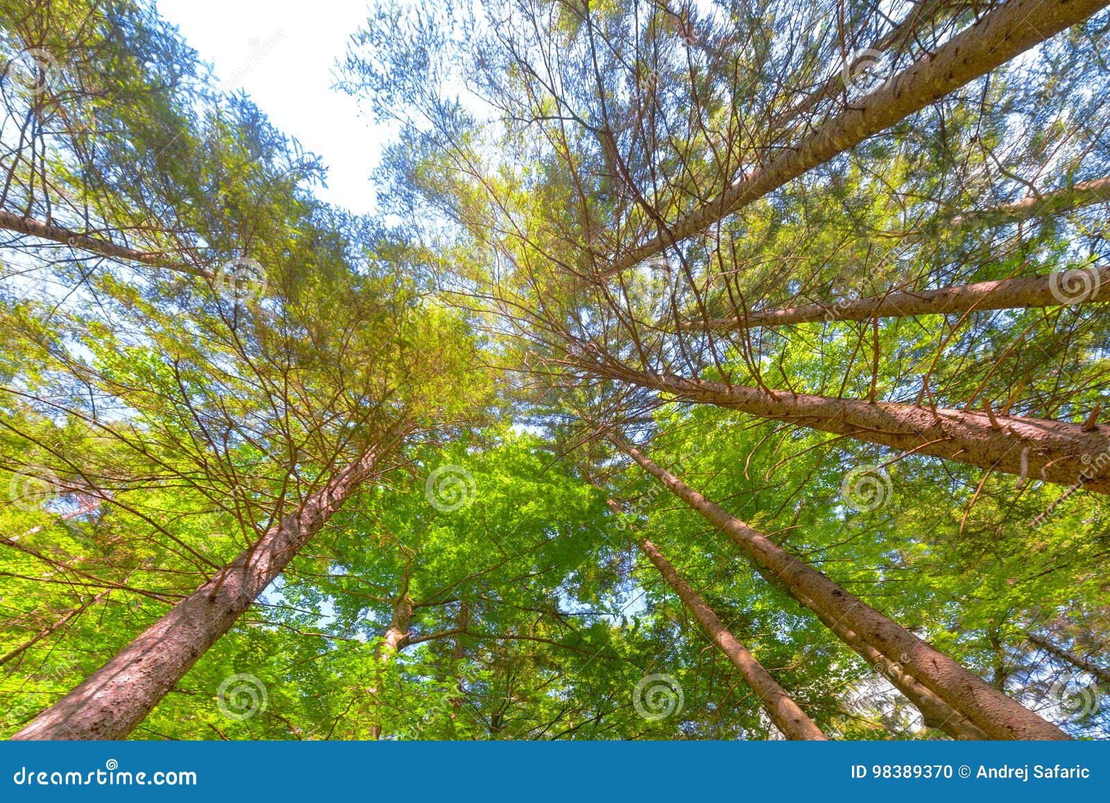 Trees in a Forest from Below, Low Angle Perspective Stock Photo - Image ...