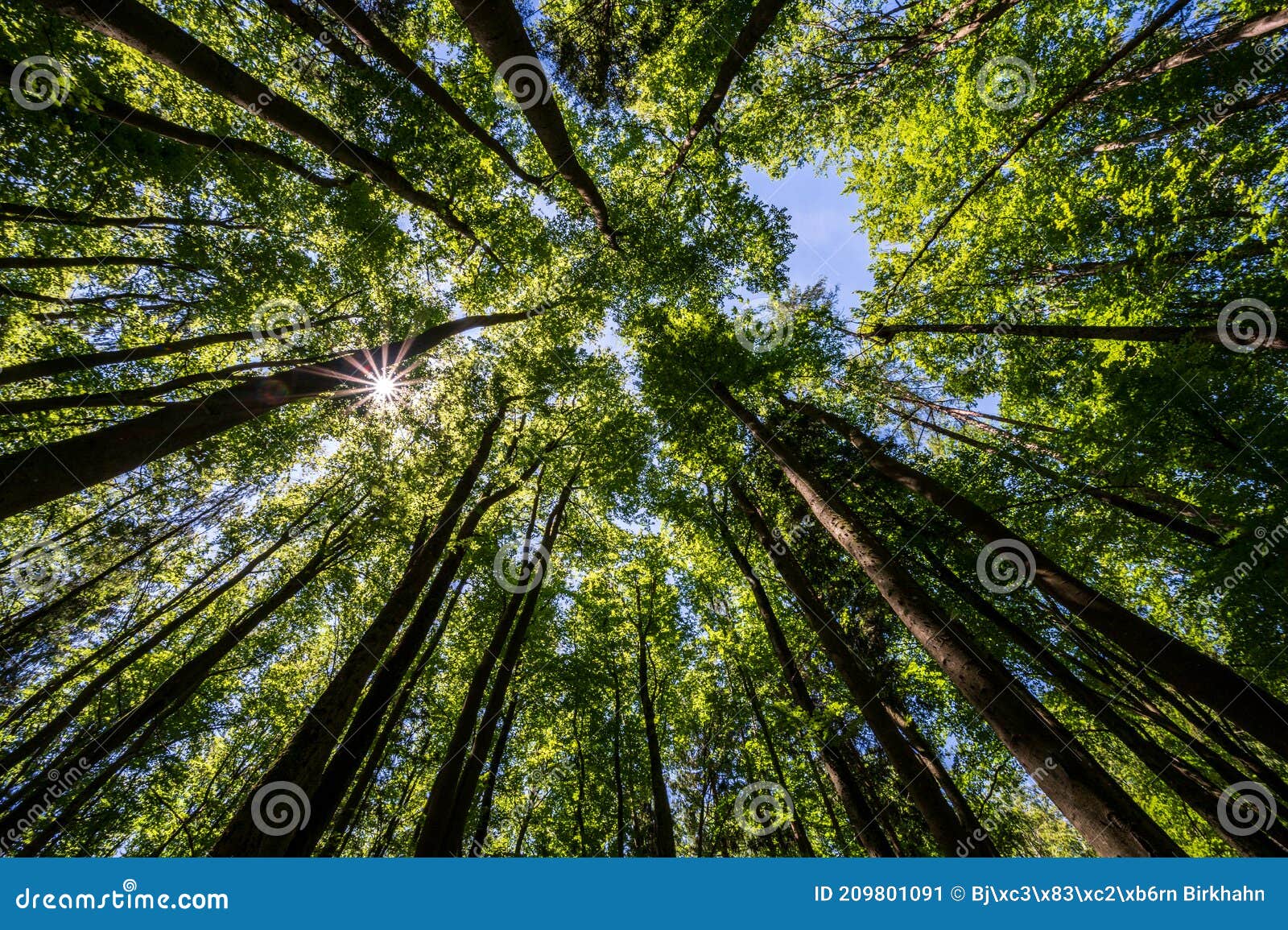Trees in a Forest from Below with the Sun Stock Image - Image of summer ...