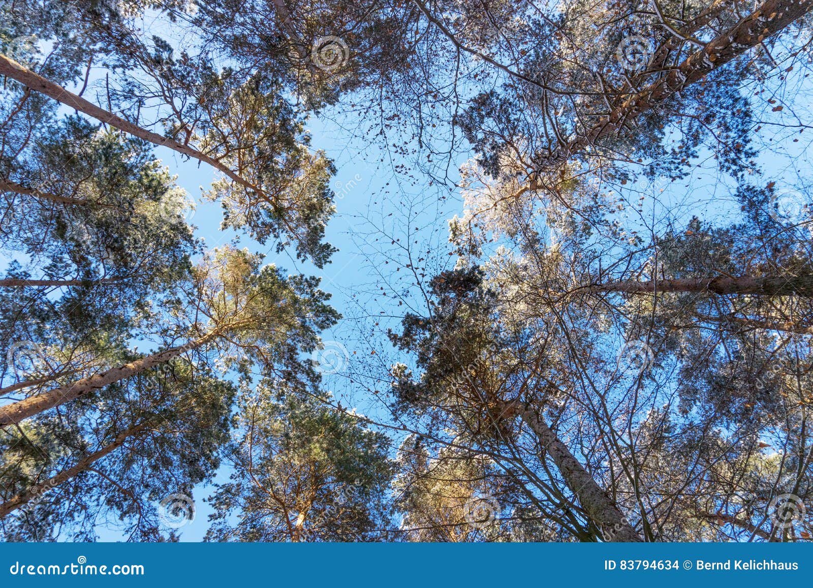 Trees in the Forest from Bottom Stock Photo - Image of winter, high ...