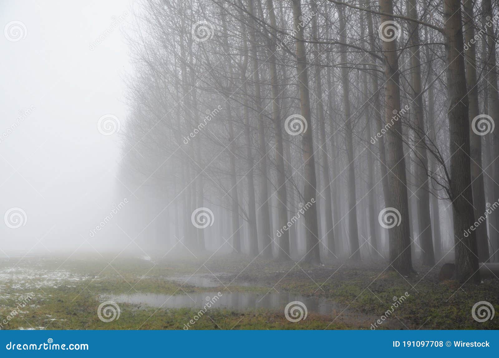 Trees in the Forest Covered in Mist during Daytime Stock Photo - Image ...