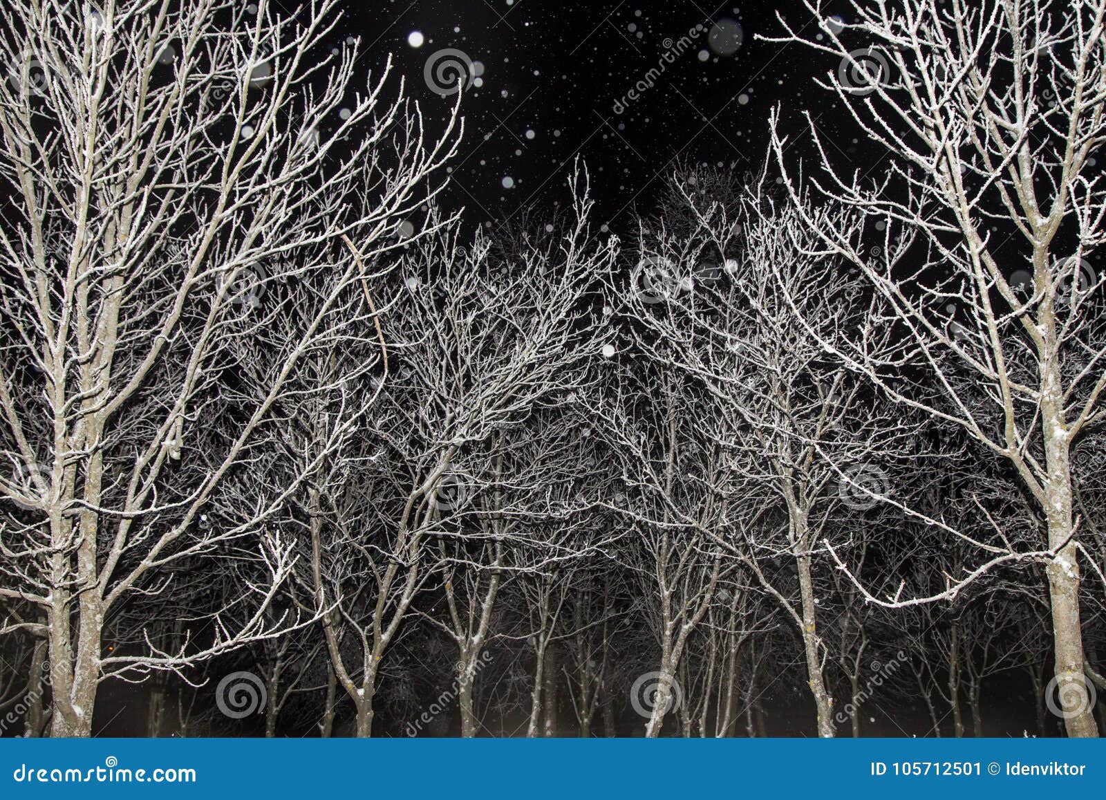 Trees in Forest Covered with Snow in Night with Snowfall, Dark Sky ...
