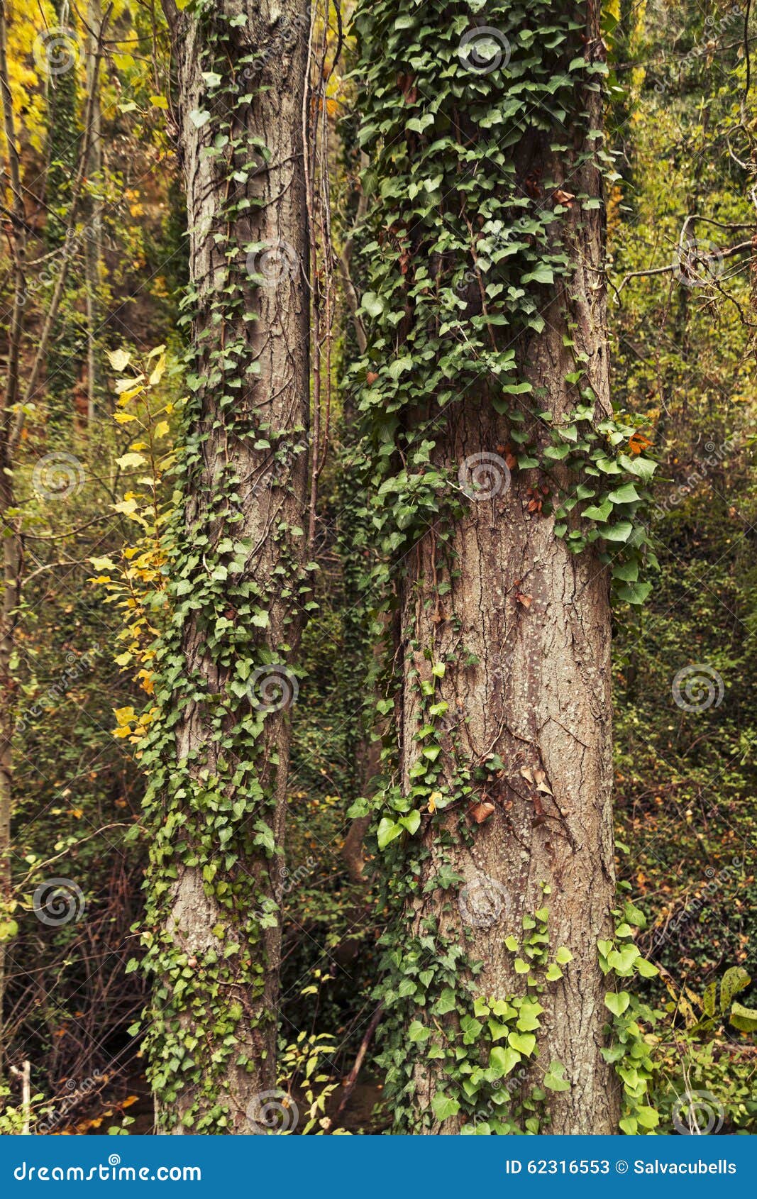 Trees in the forest stock image. Image of creeper, biosphere - 62316553