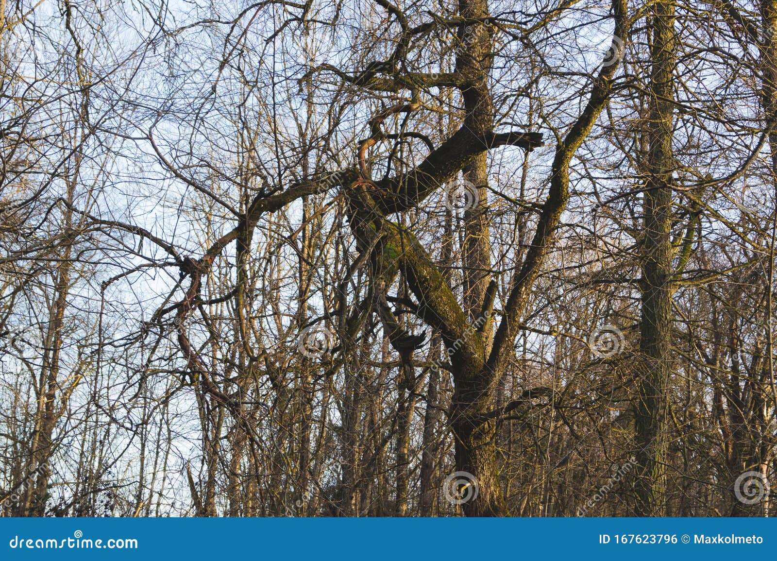 Trees in the Forest. Crooked Tree Branches Stock Photo - Image of ...