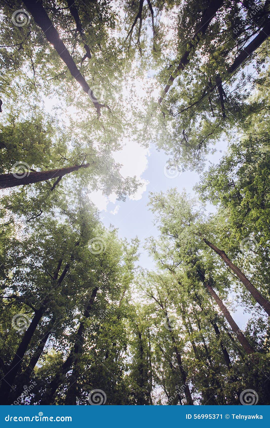 Trees in the Forest - the Crown of Leaves Against the Sky Stock Image ...
