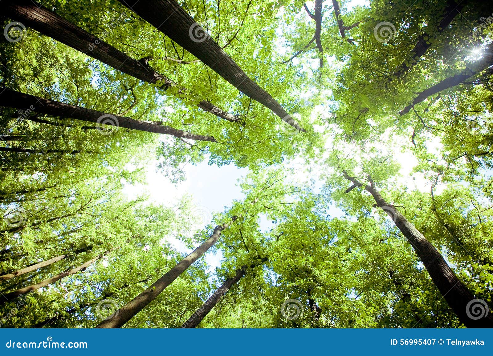 Trees in the Forest - the Crown of Leaves Against the Sky Stock Image ...