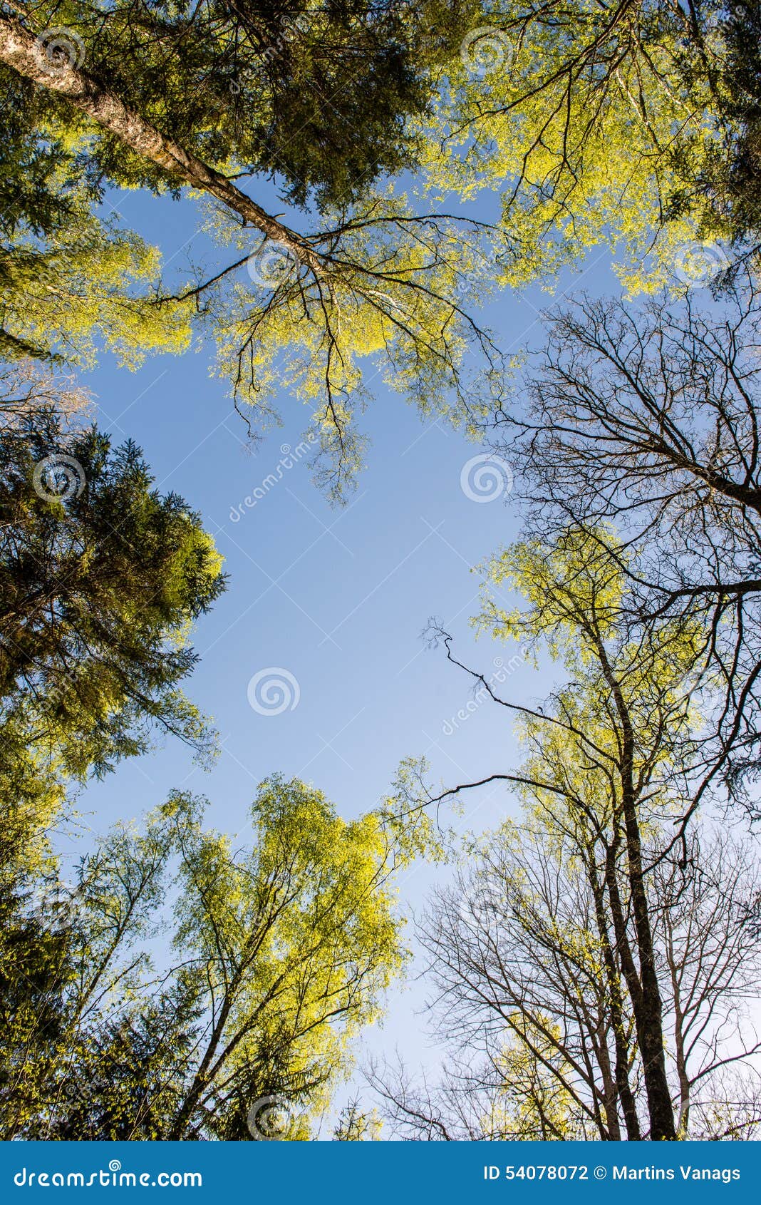 Trees in the Forest - the Crown of Leaves Against the Sky Stock Photo ...