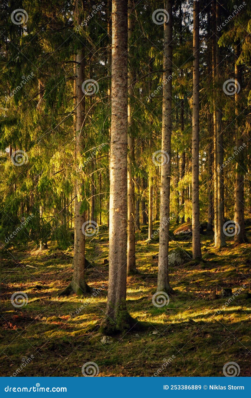 Trees in forest during day stock image. Image of forest - 253386889