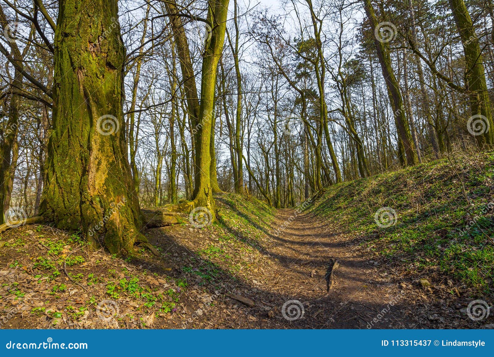 Trees in Forest Early Spring Stock Image - Image of sunny, tree: 113315437