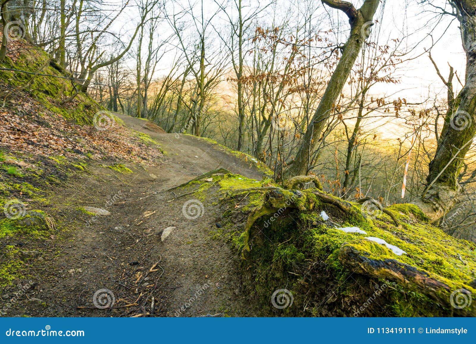 Trees in Forest Early Spring Stock Image - Image of outdoor, wild ...