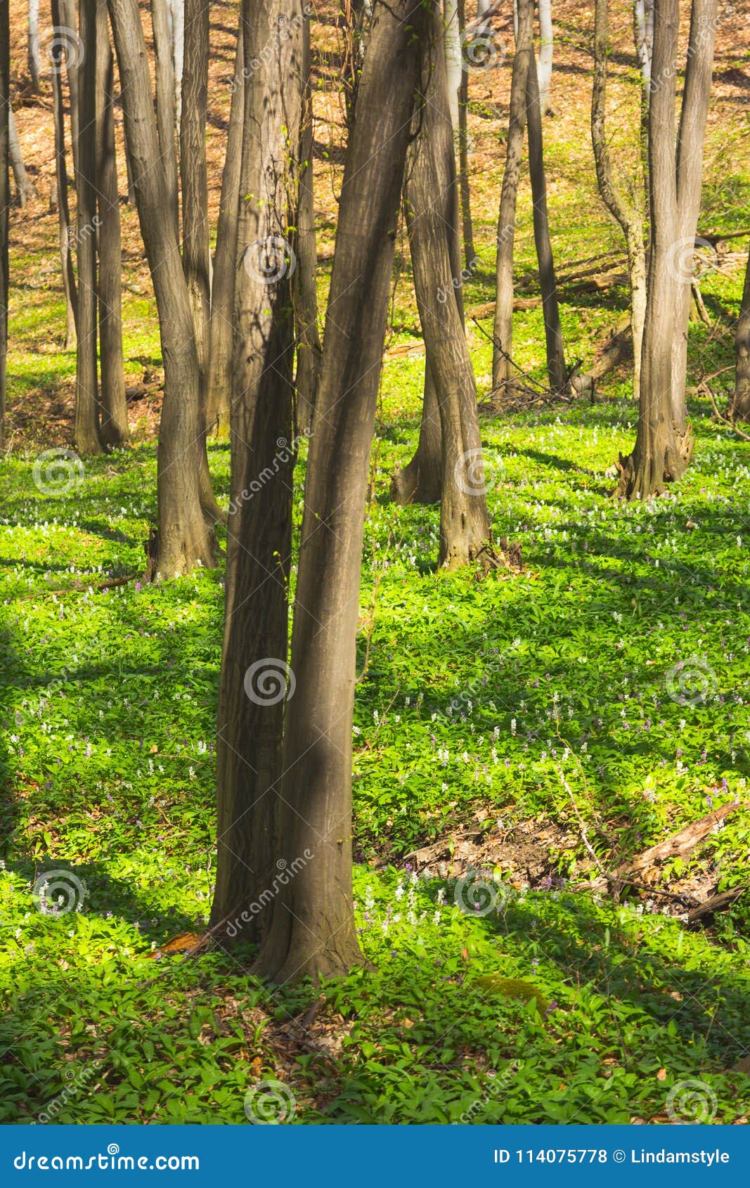 Trees in Forest Early Spring Stock Photo - Image of tree, cloudy: 114075778
