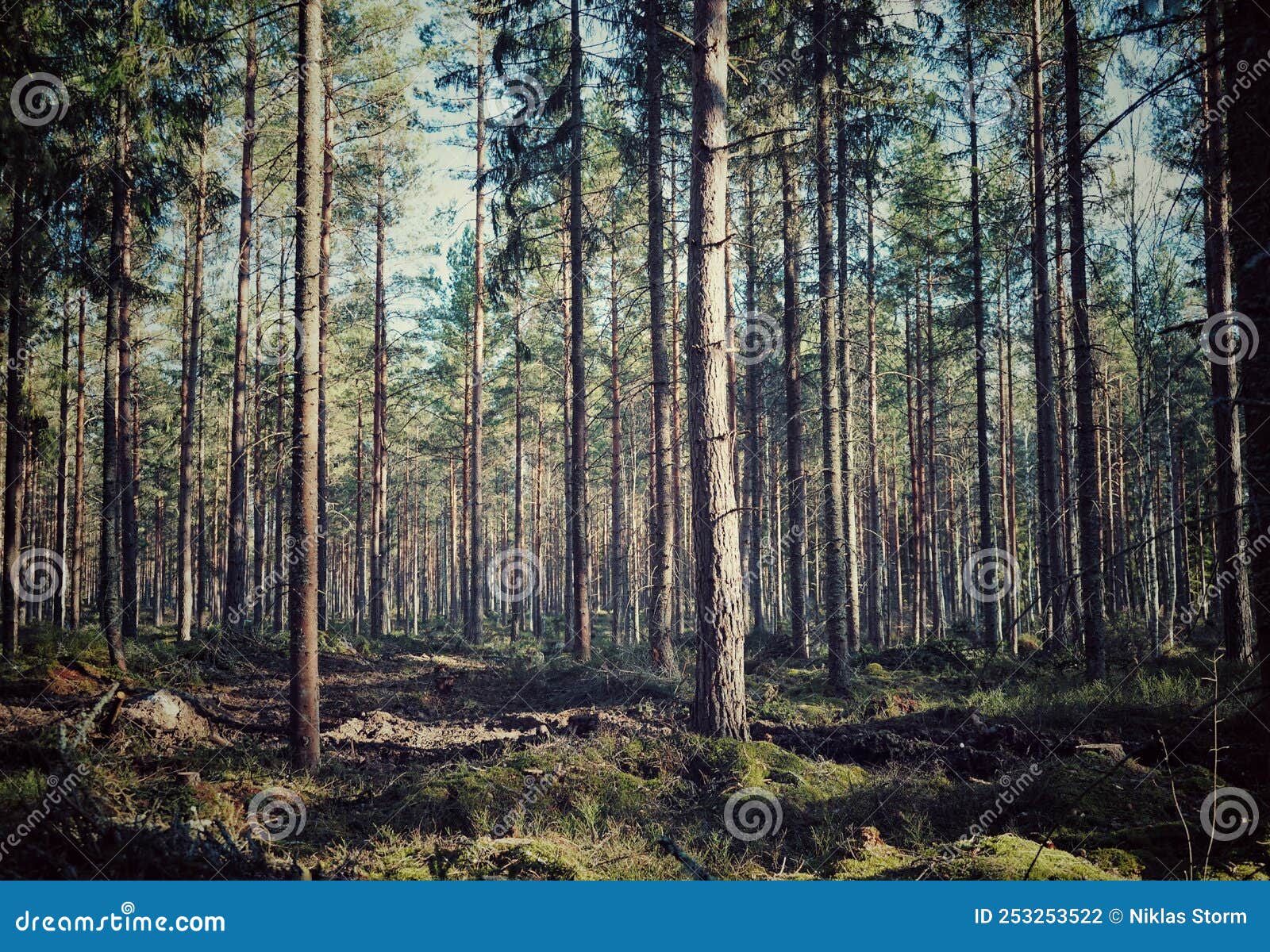 Trees in Forest during the Day Stock Photo - Image of spruce, woodland ...