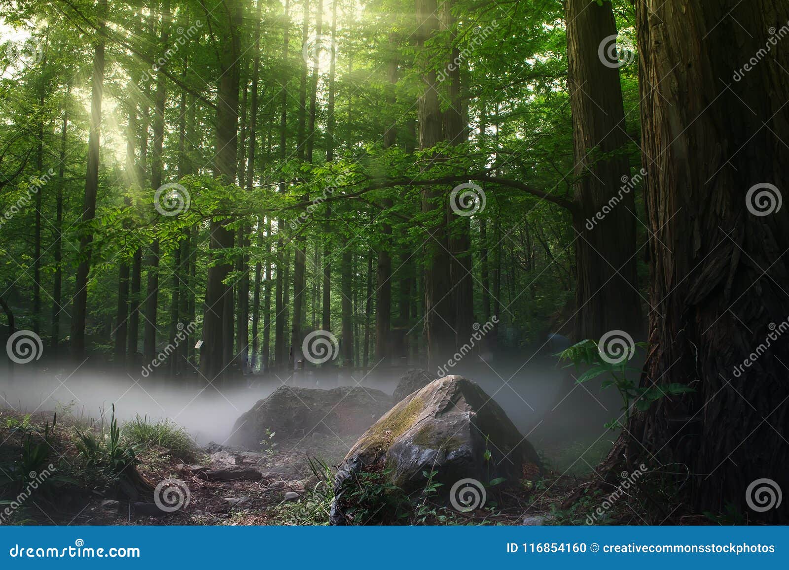 Trees On Forest At Daytime Picture. Image: 116854160