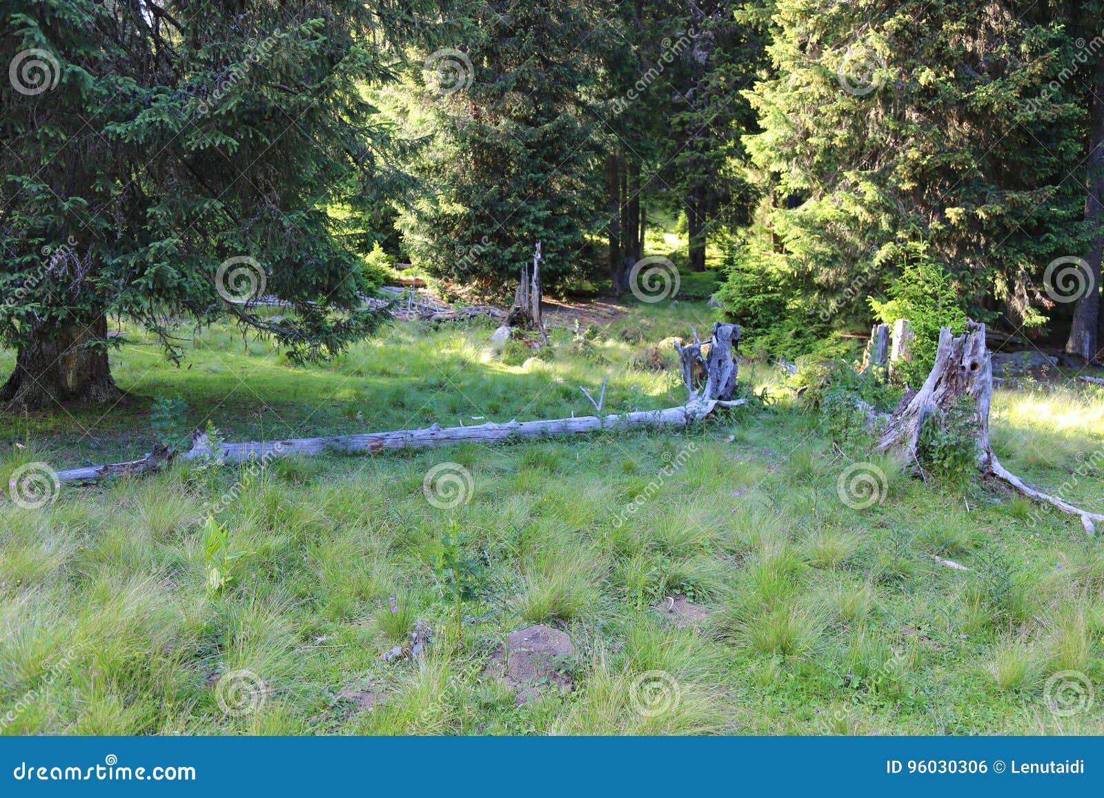 Trees in the Forest in Decomposition Stock Photo - Image of magical ...