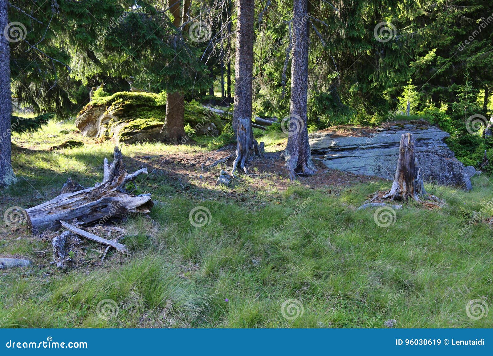 Trees in the Forest in Decomposition Stock Image - Image of resources ...