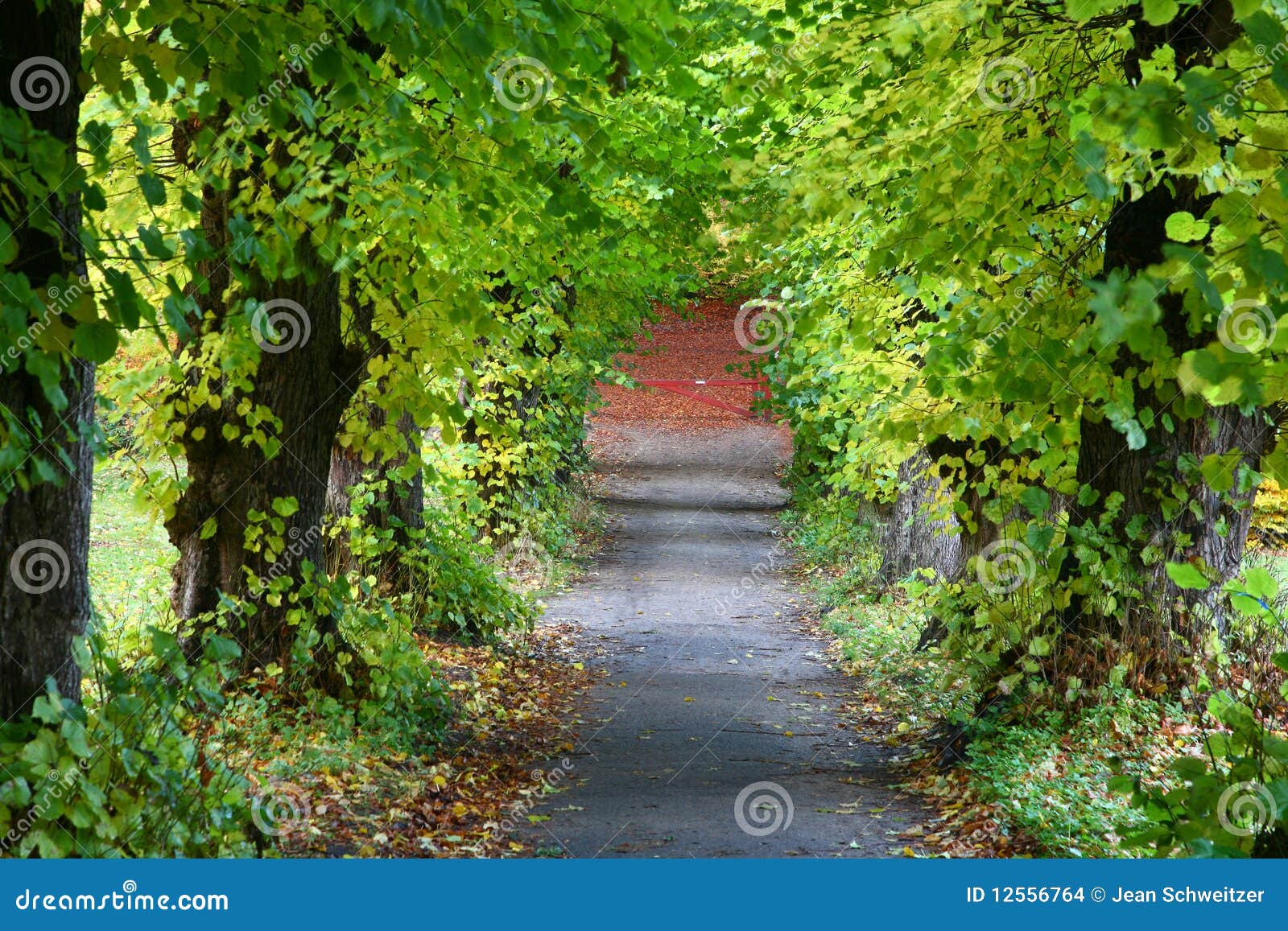 Trees and Forest in Denmark Stock Photo - Image of leaf, leaves: 12556764