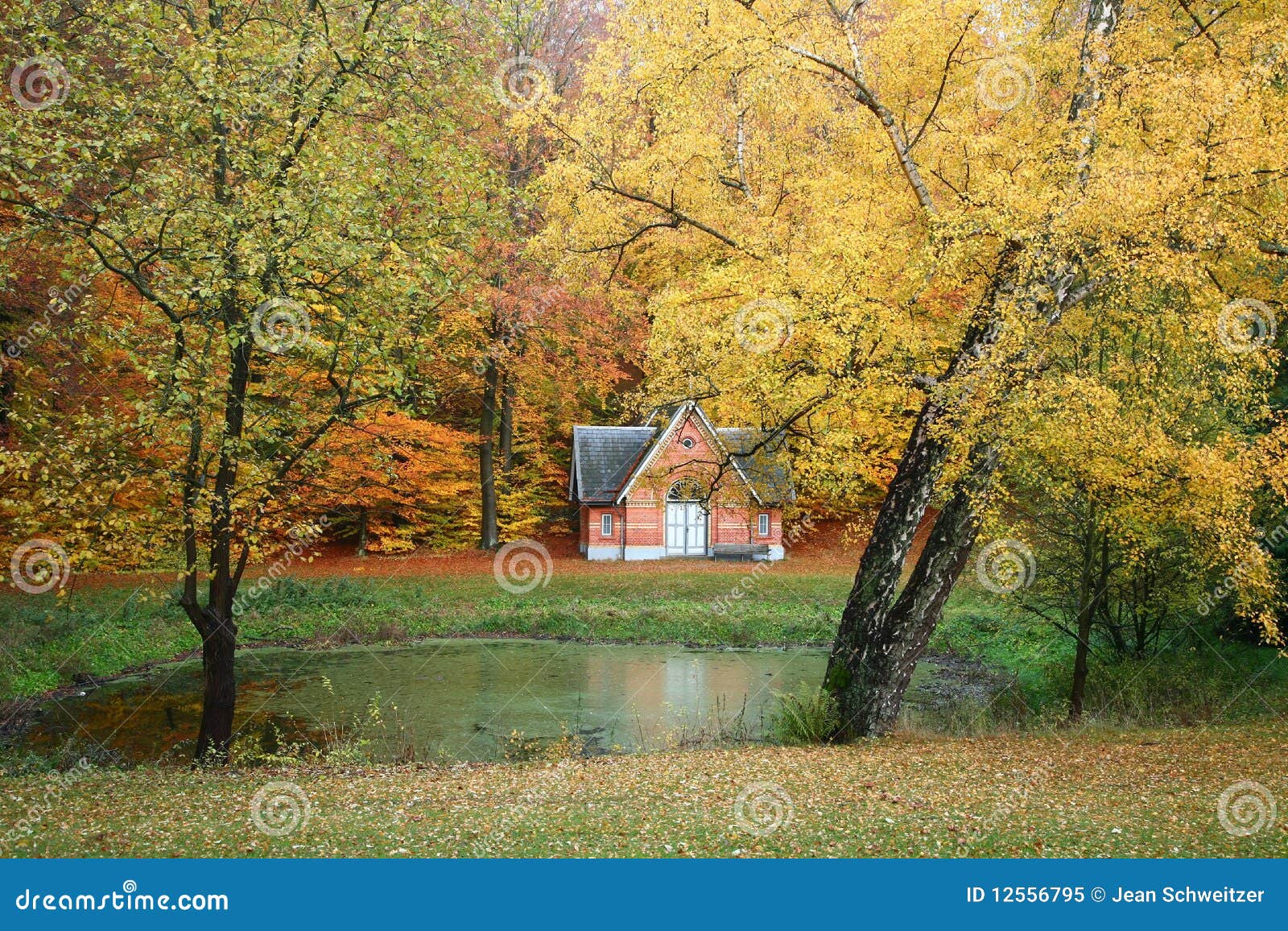Trees and Forest in Denmark Stock Image - Image of colour, scandinavia ...