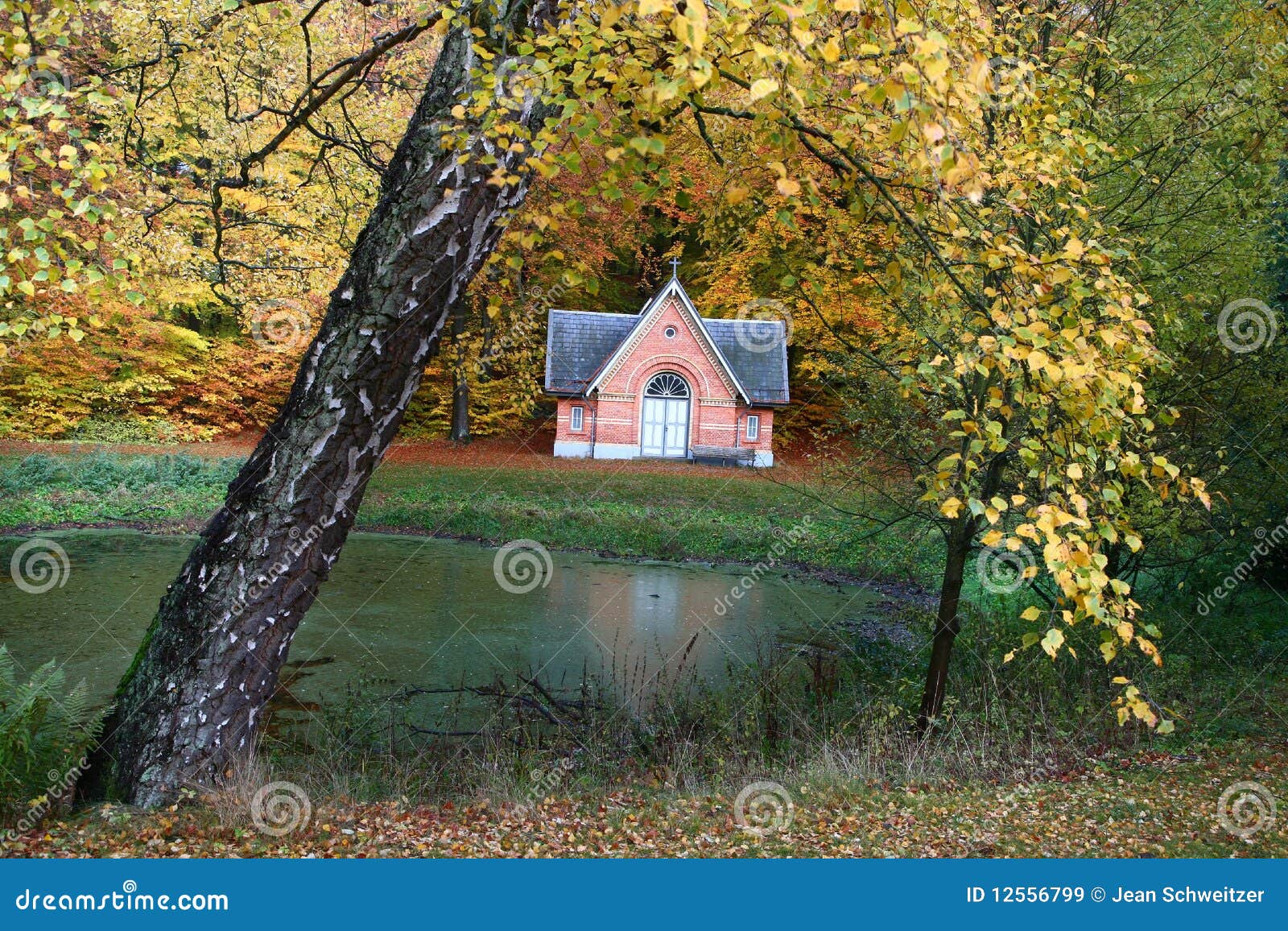 Trees and Forest in Denmark Stock Image - Image of leaf, plant: 12556799