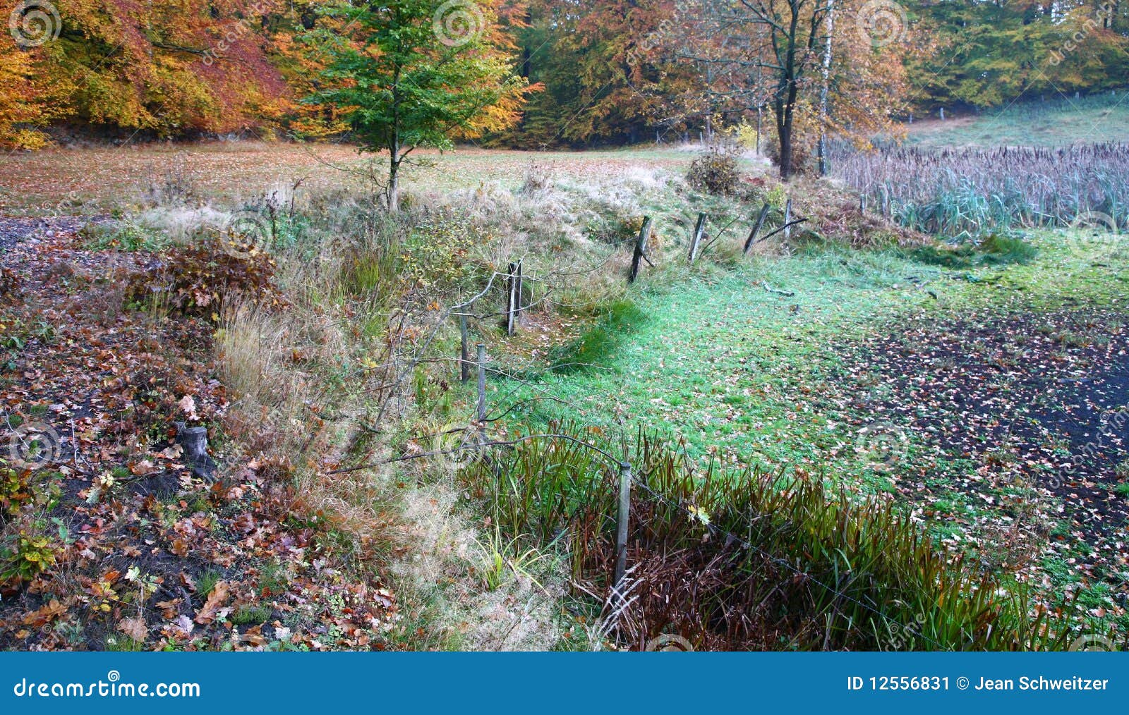 Trees and Forest in Denmark Stock Image - Image of rural, yellow: 12556831