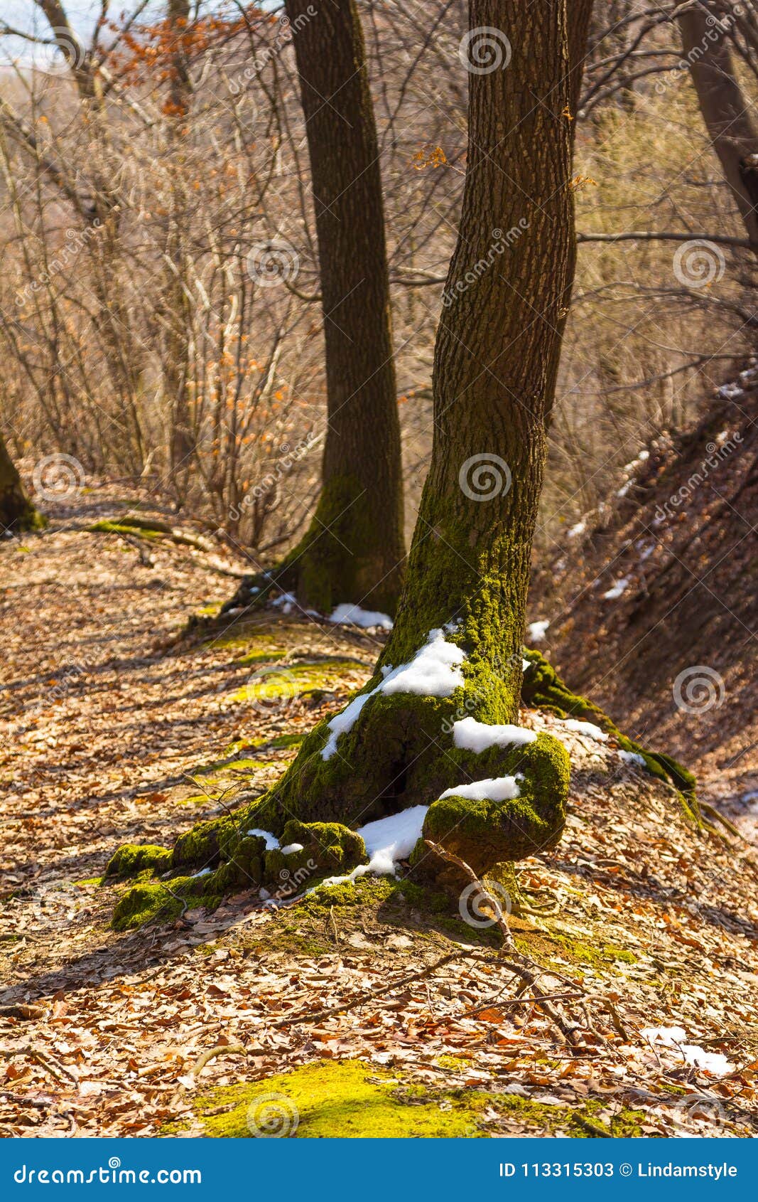 Trees in Forest Early Spring Stock Image - Image of early, branches ...
