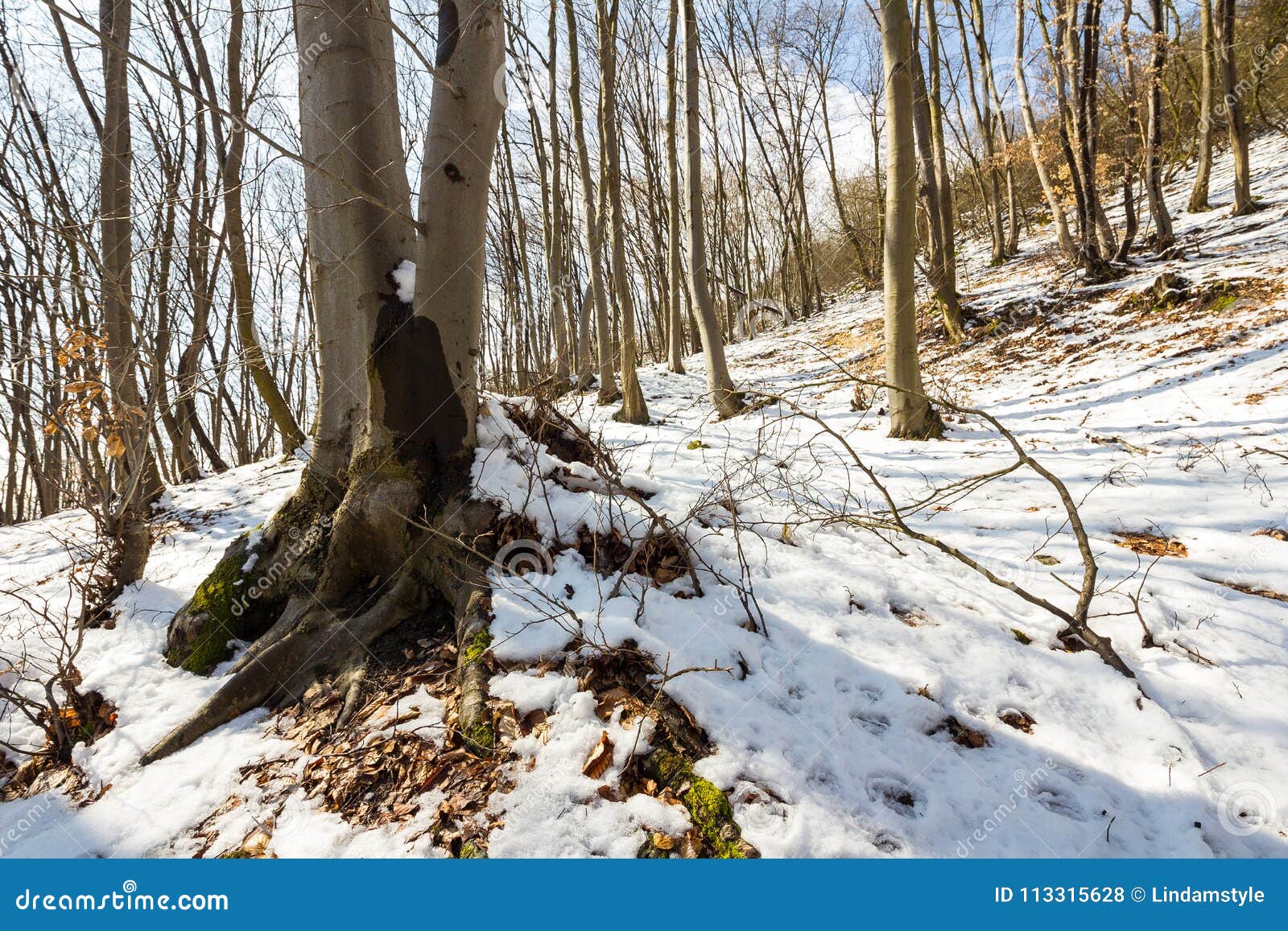 Trees in Forest Early Spring Stock Photo - Image of silent, cloudy ...