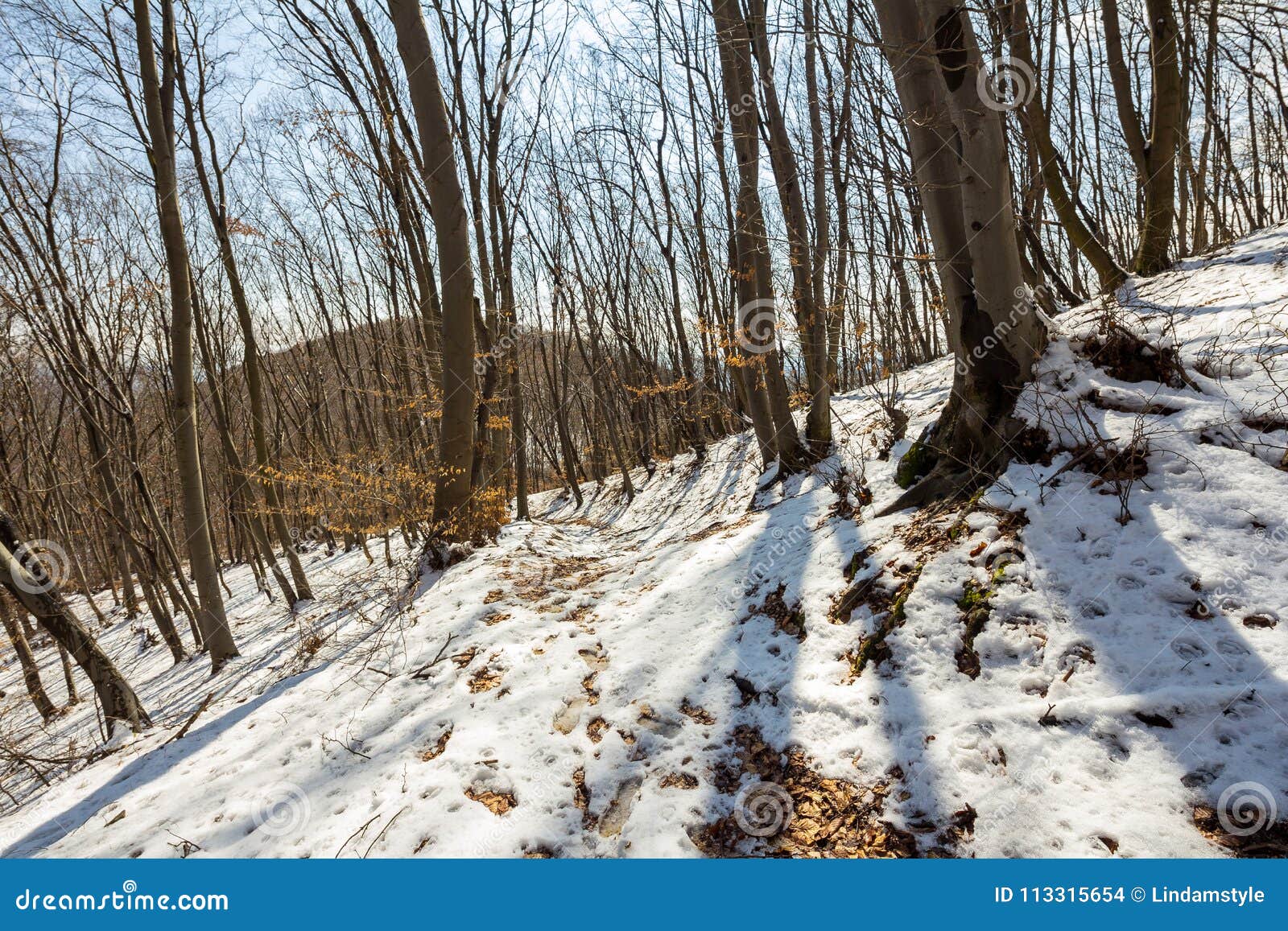 Trees in Forest Early Spring Stock Photo - Image of misty, winter ...