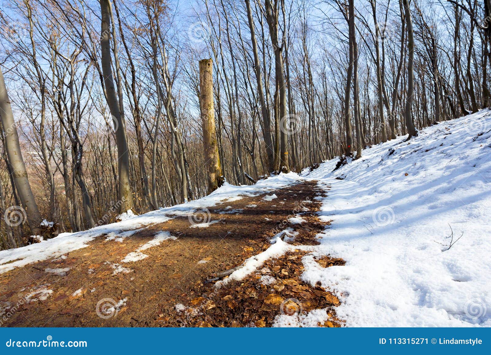 Trees in Forest Early Spring Stock Image - Image of cloudy, earth ...