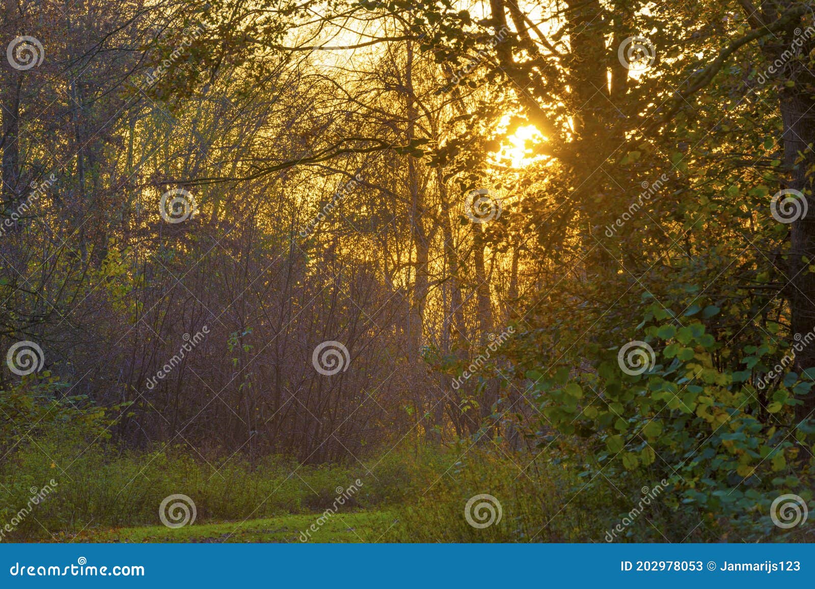 Trees in a Forest in Fall Colors Under a Bright Sky at Sunset in Autumn ...