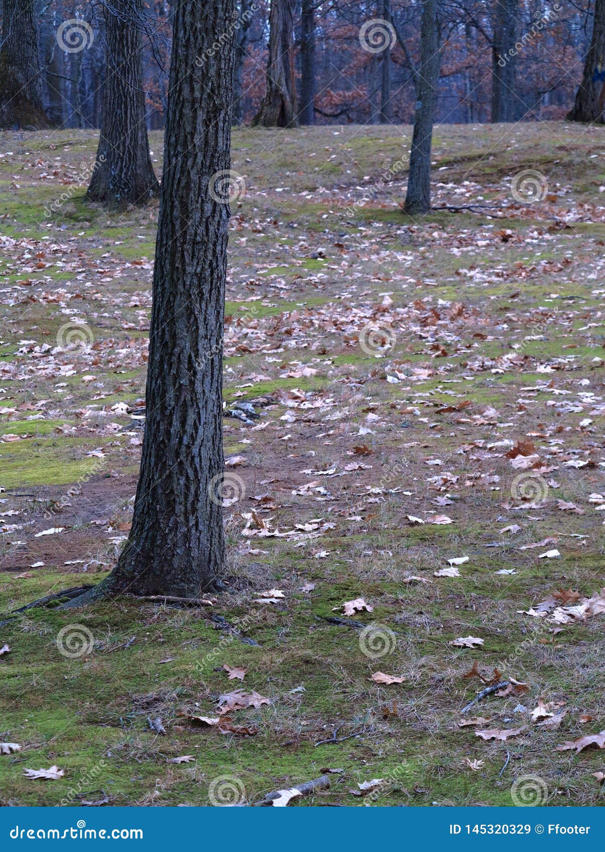 Trees and Forest Floor stock image. Image of green, footpath - 145320329