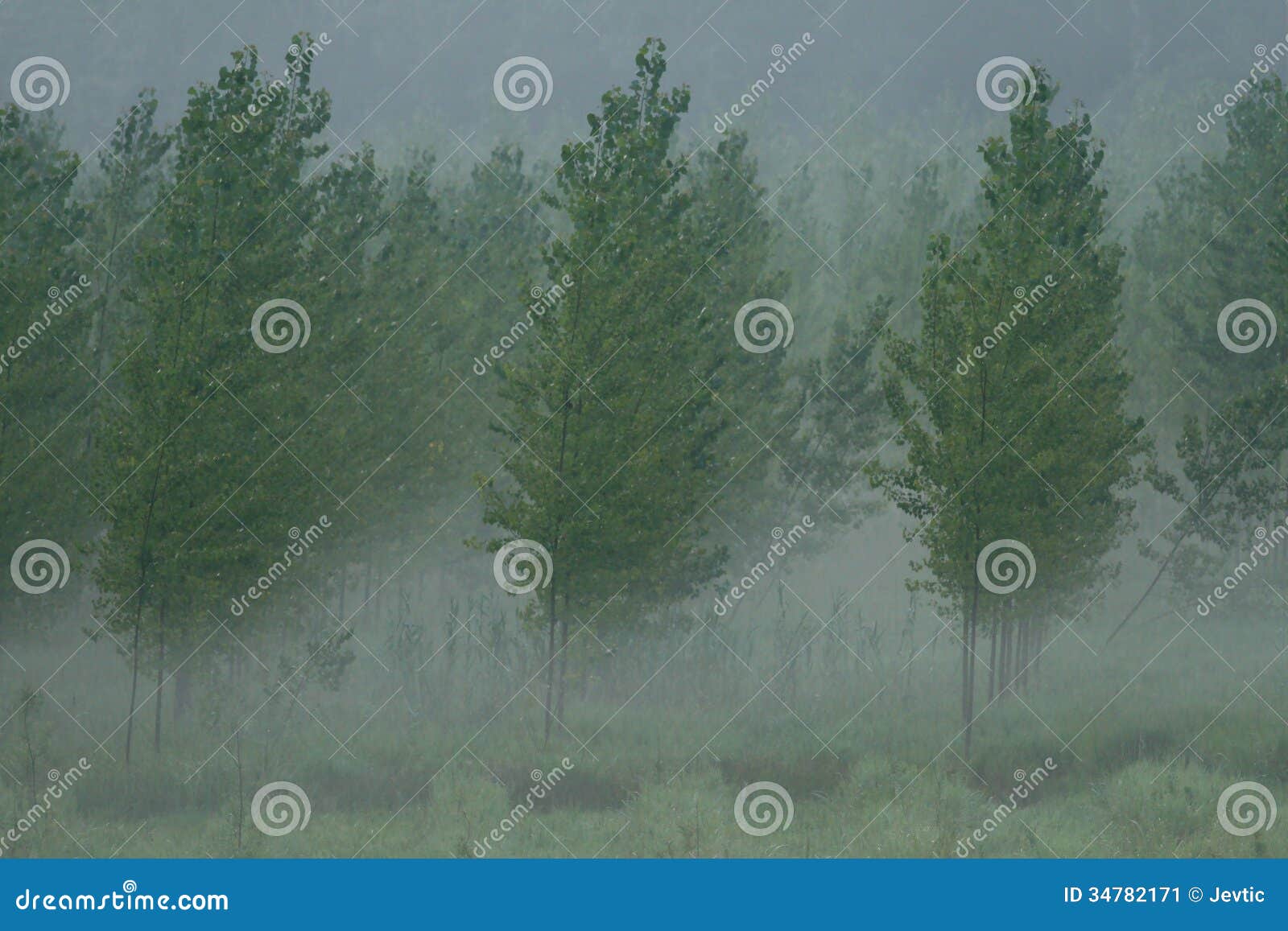 Trees in forest stock image. Image of evening, morning - 34782171