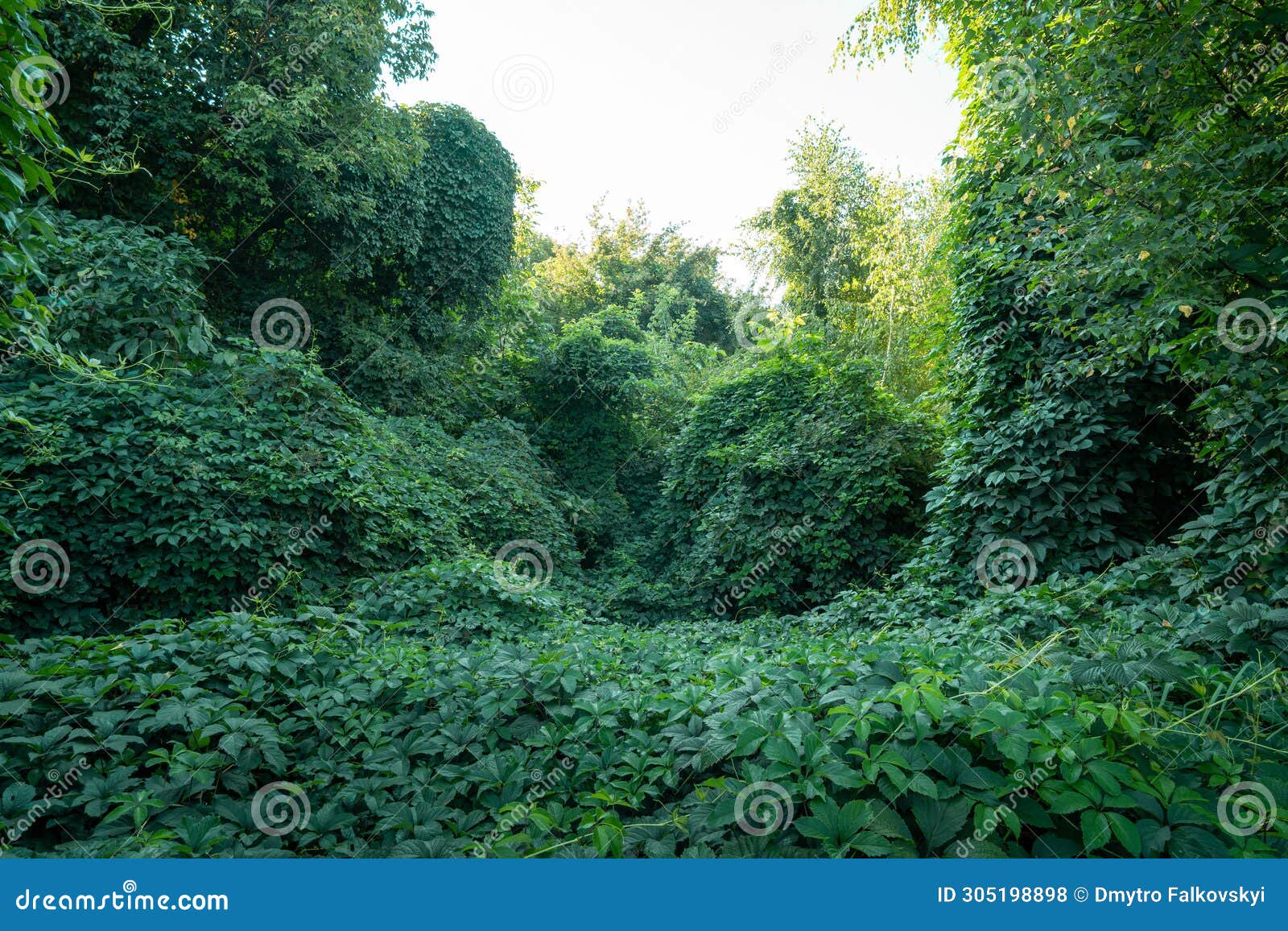 Fully Overgrown Facade Arch Window With Wild Vine, Grape Plant. Spooky ...