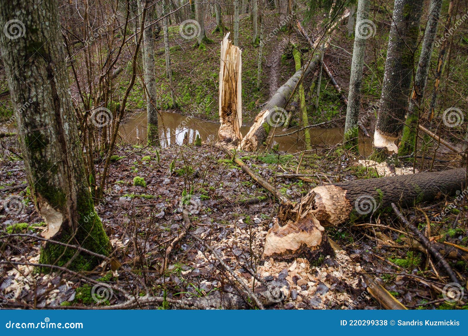 Trees in Forest Gnawed by Beavers Stock Photo - Image of nature, forest ...