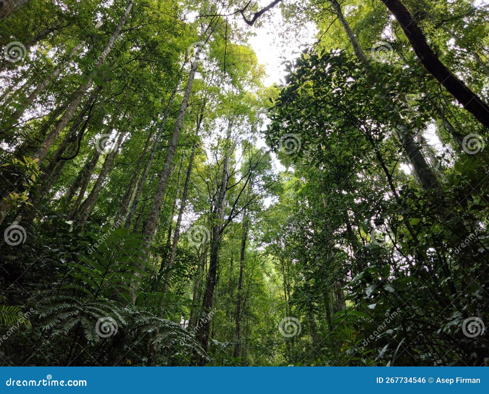 Trees of the Forest Growth and Plants of Nature Stock Photo - Image of ...