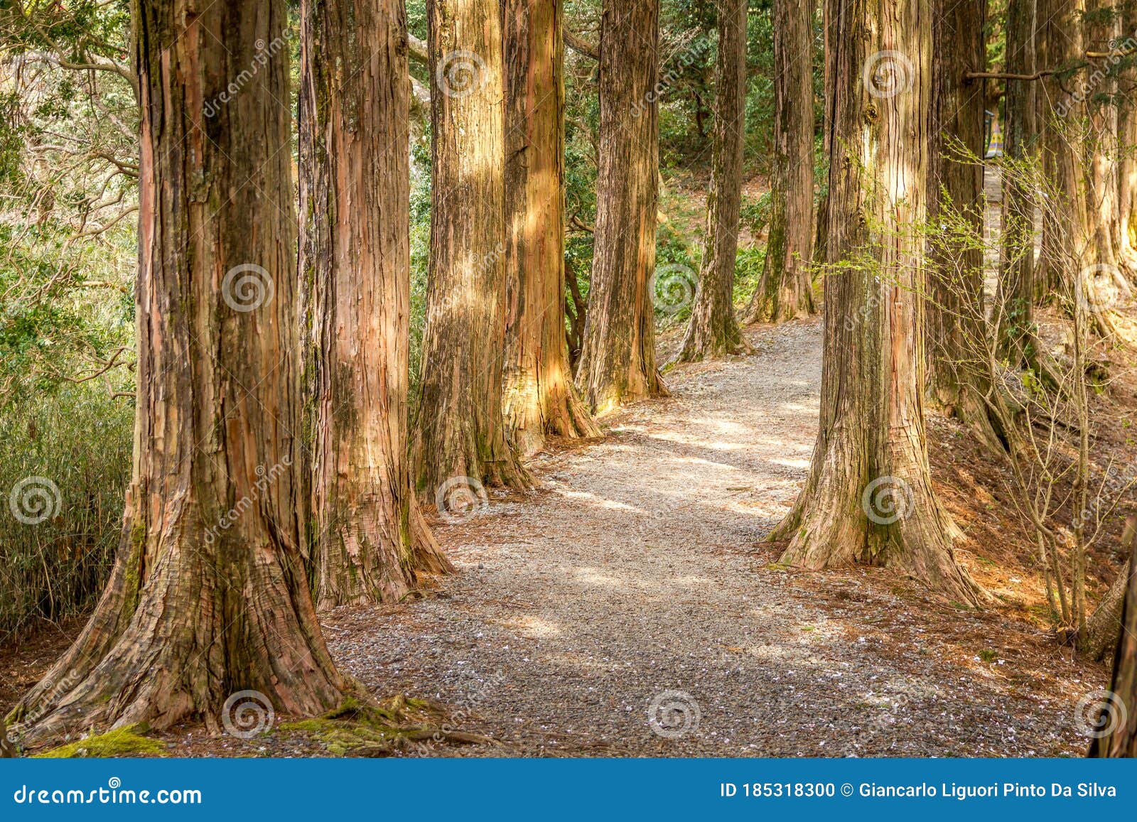 Landscape in a Forest in Japan Stock Photo - Image of mystery, calm ...