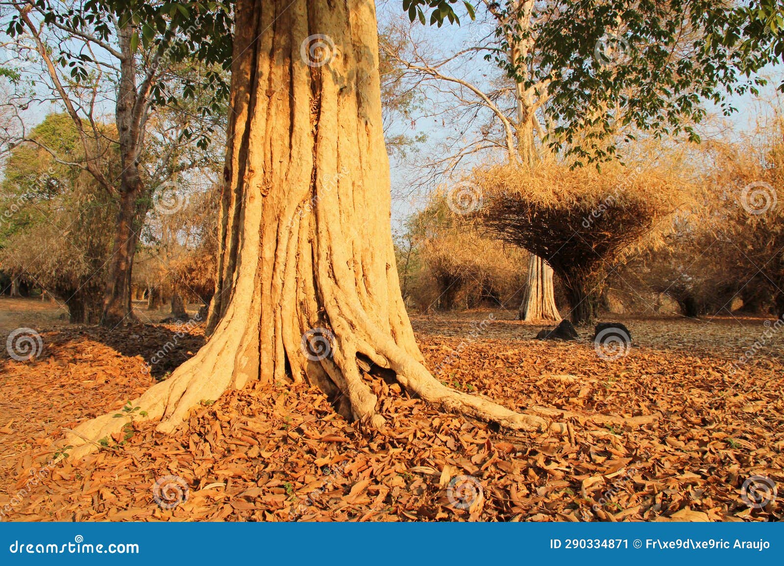 Trees - Khone Island - Laos Stock Image - Image of khone, branch: 290334871