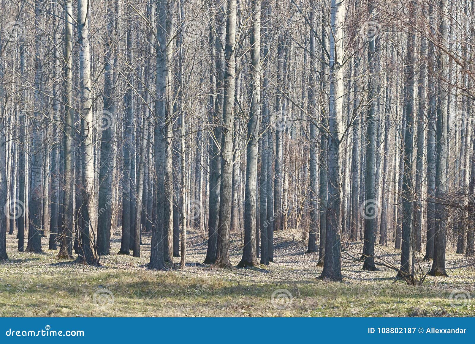 Trees in a Forest Late Autumn Stock Image - Image of misty, countryside ...