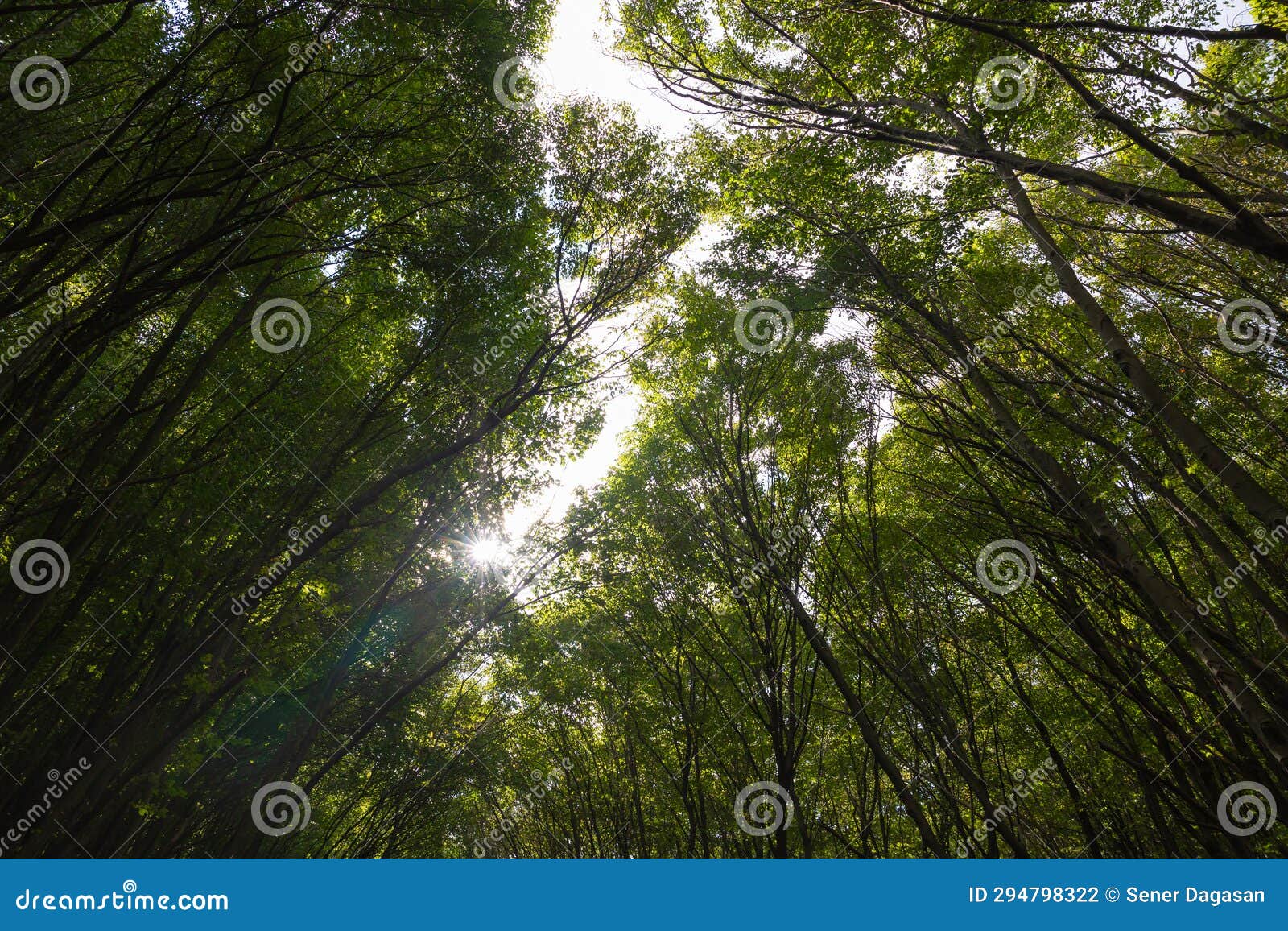 Trees in the Forest in Low Angle View with Sunlight. Carbon Net Zero ...