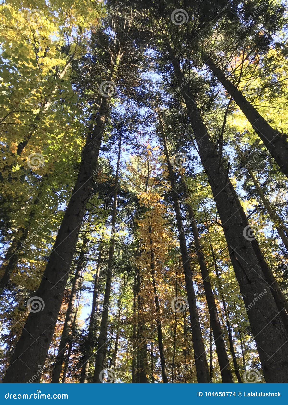 Trees in Forest Low Angle View with Sun Light Stock Photo - Image of ...