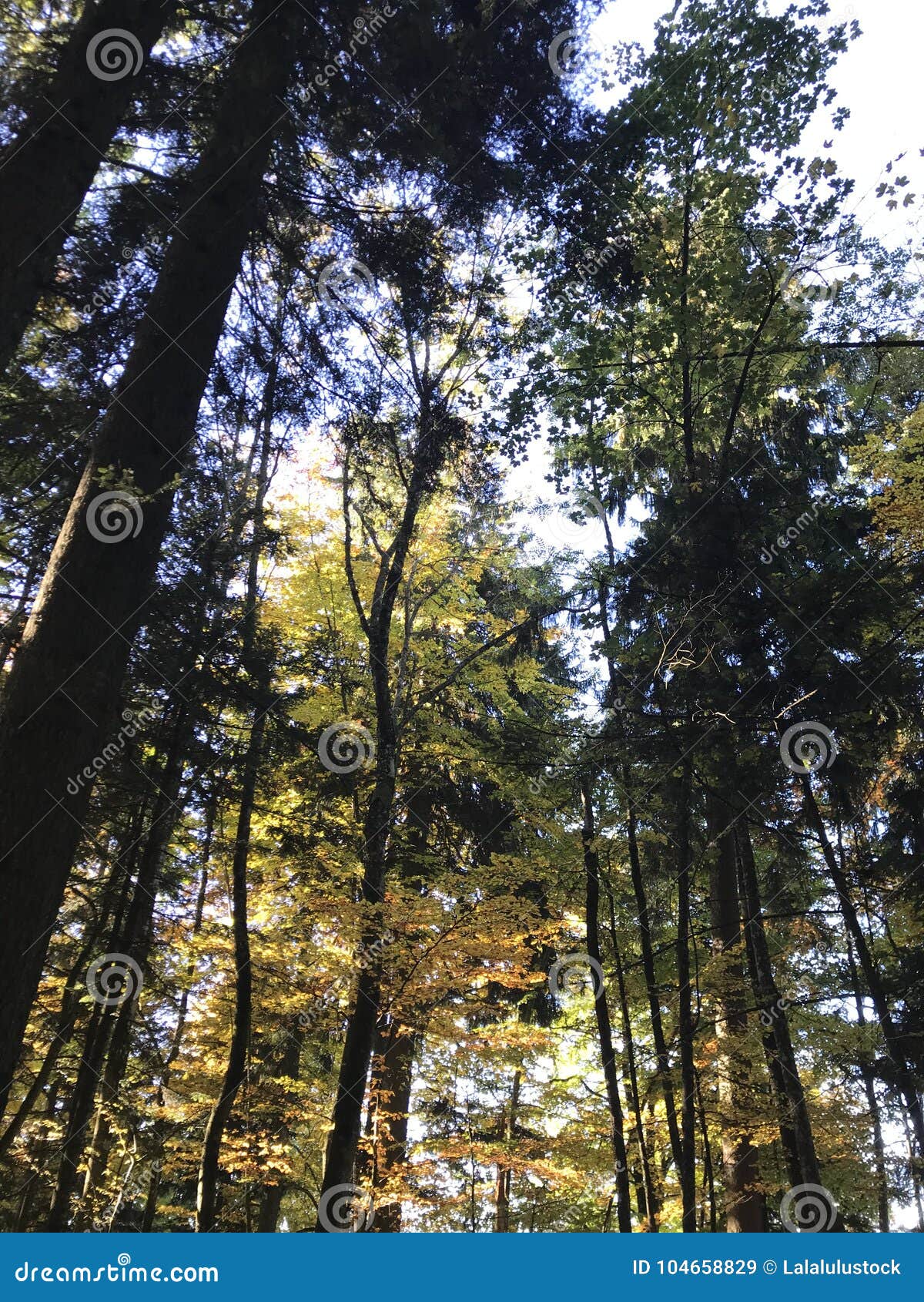 Trees in Forest Low Angle View with Sun Light Stock Image - Image of ...