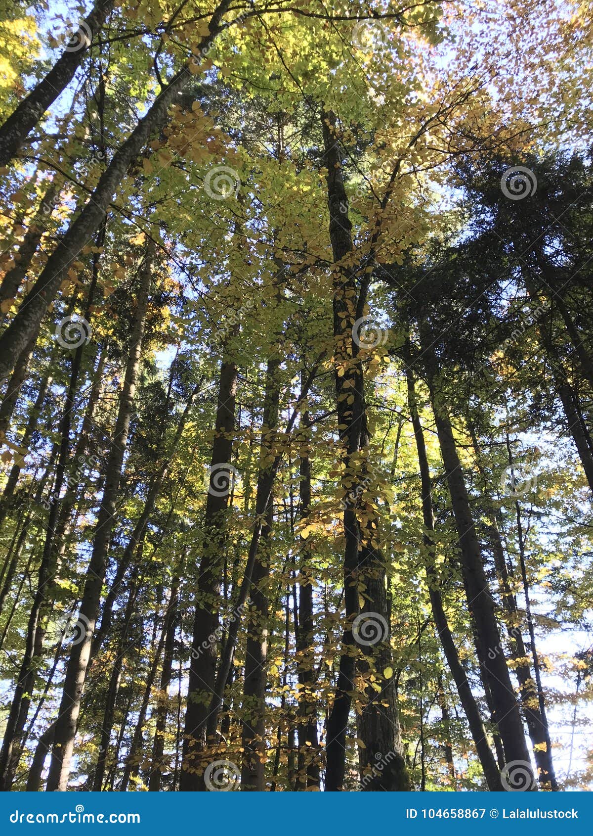 Trees in Forest Low Angle View with Sun Light Stock Image - Image of ...