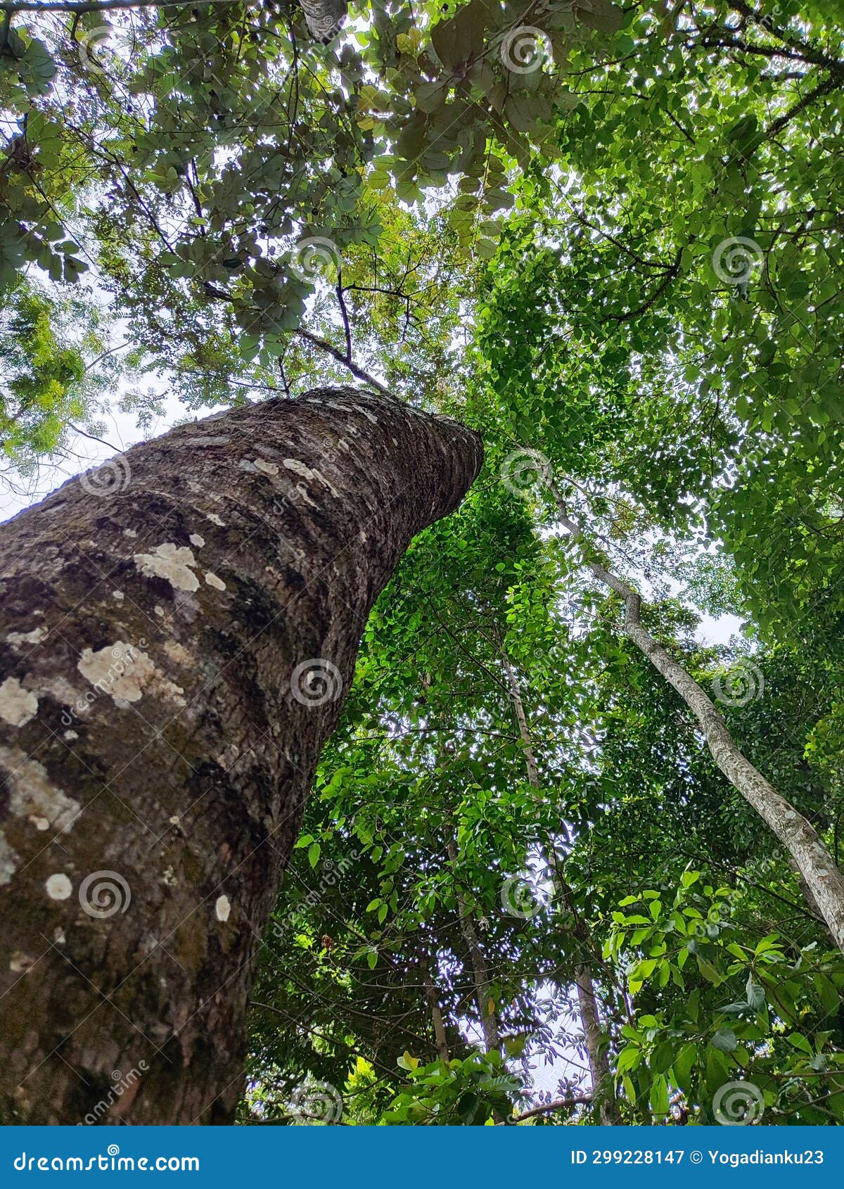Trees in the Forest Make it Cool and Become a Place for the Ecosystem ...