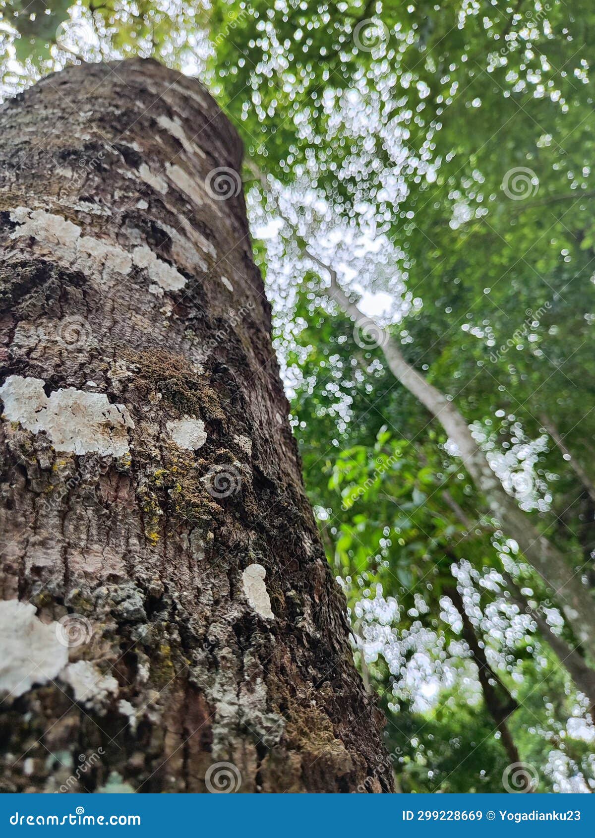 Trees in the Forest Make it Cool and Become a Place for the Ecosystem ...